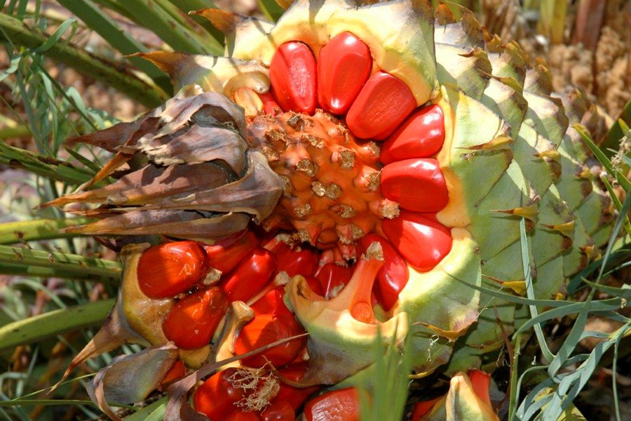 Noongar Seasons Explained - TBB Planning